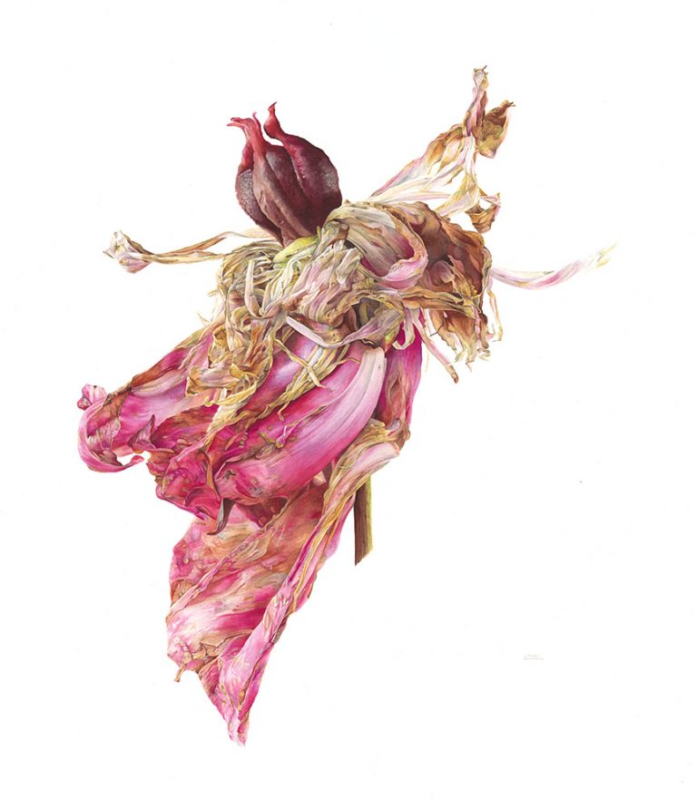 Victoria Braithwaite, contemporary botanical painter, gallery