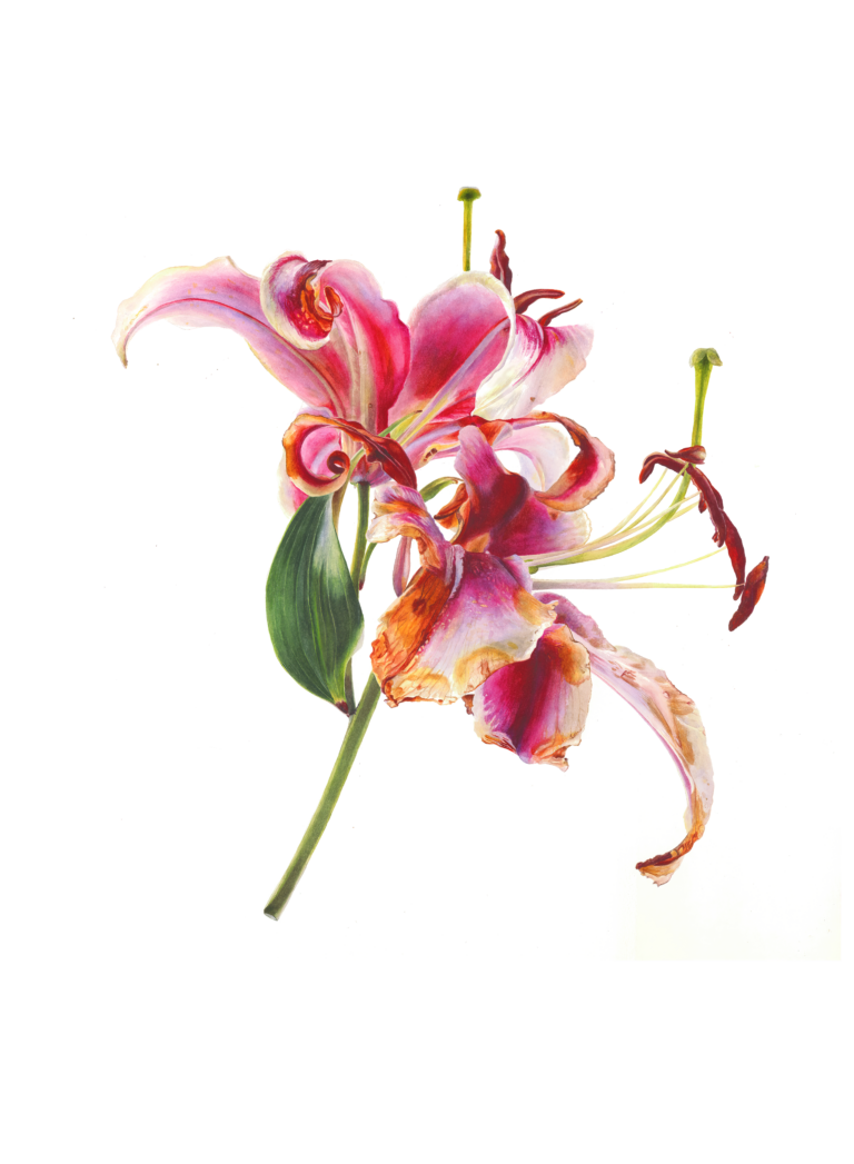 Victoria Braithwaite, contemporary botanical painter, gallery