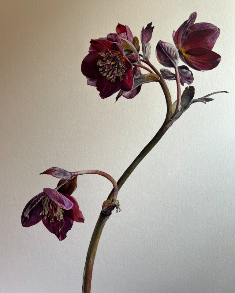 Victoria Braithwaite, contemporary botanical painter, gallery
