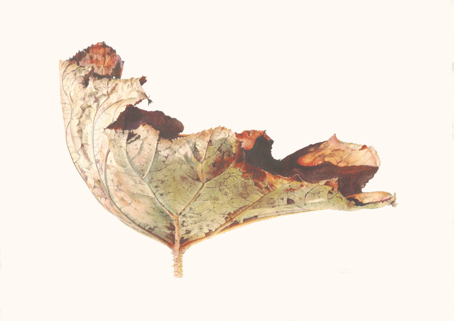 Victoria Braithwaite, contemporary botanical painter, gallery