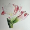 Victoria Braithwaite, contemporary botanical painter, gallery