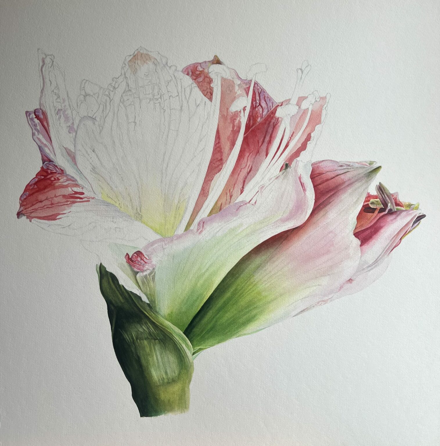 Victoria Braithwaite, contemporary botanical painter, gallery