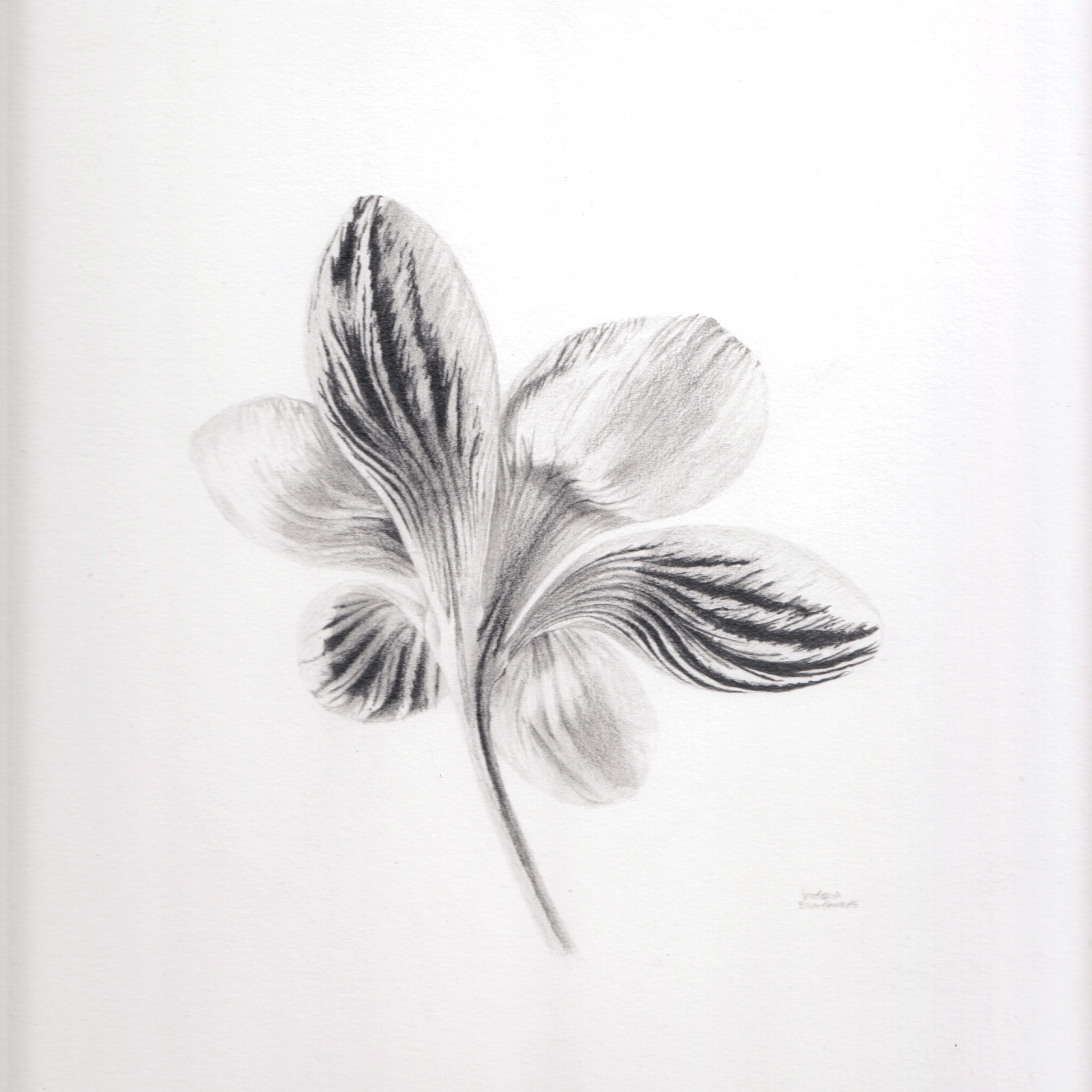 Victoria Braithwaite, contemporary botanical painter, gallery